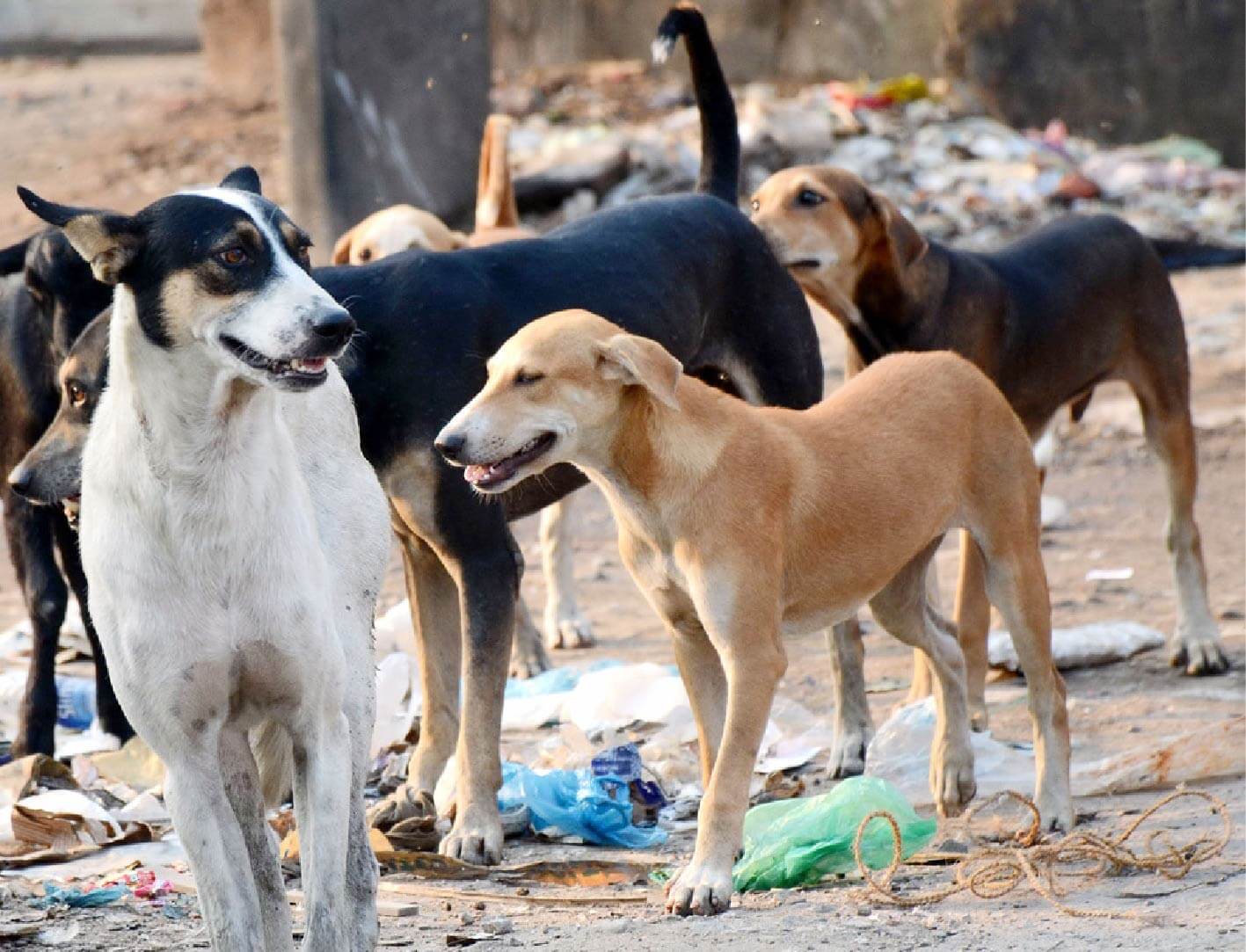 Feeding And Treatment Of Stray Dogs In Mumbai - Ketto