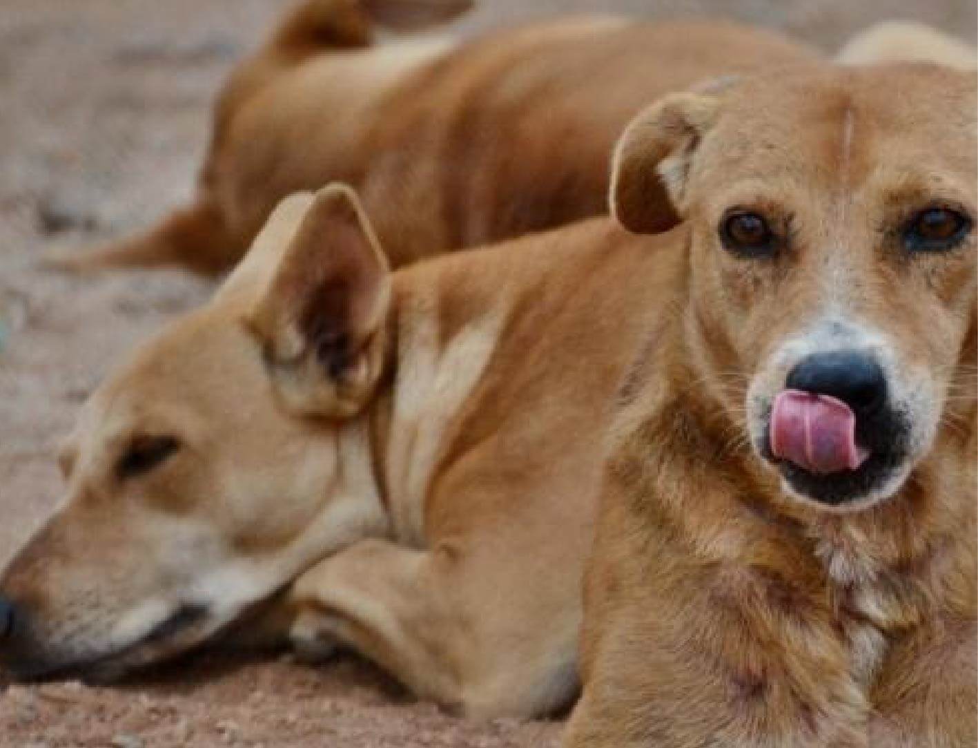 Feeding And Treatment Of Stray Dogs In Mumbai - Ketto