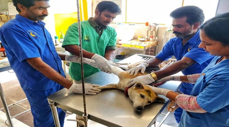 Help us care for our abused and injured animals | DonateKart