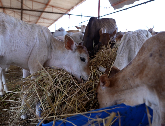Thousands Of Cows In India Are Abandoned And Injured, Help Dhyan ...