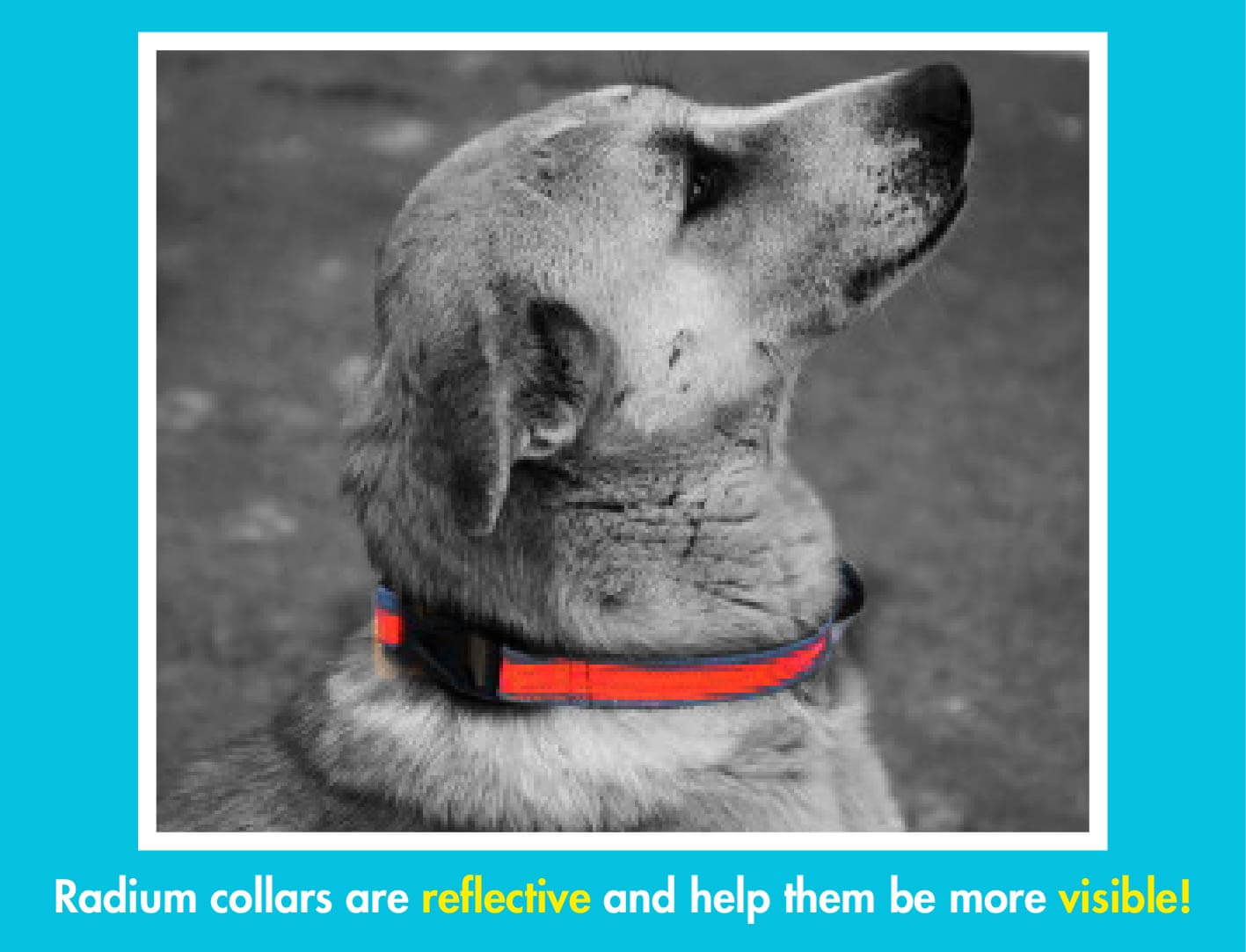 Save man’s best friend, a collar at a time! | DonateKart