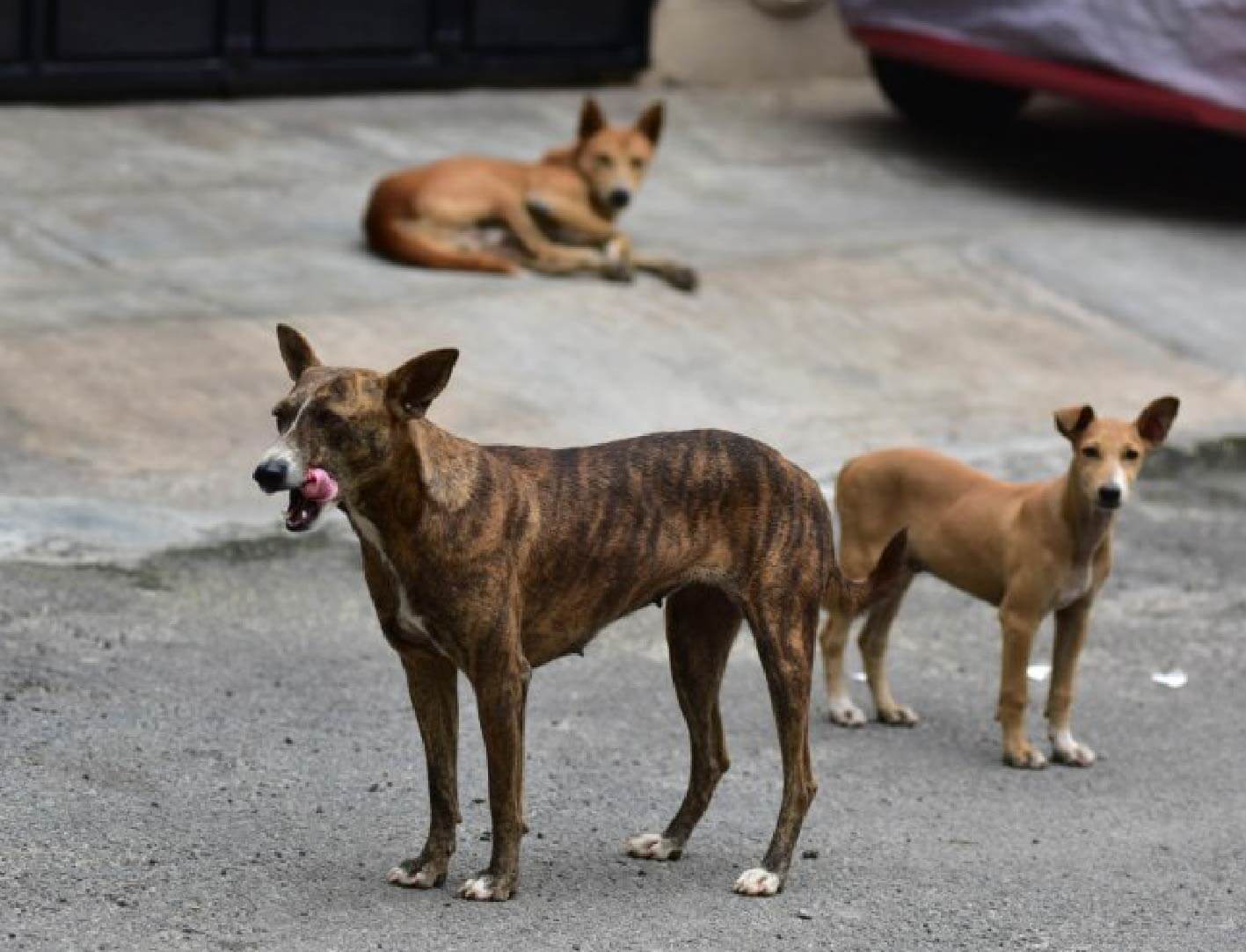 Feed the stray dogs from your home during Corona Crisis | DonateKart