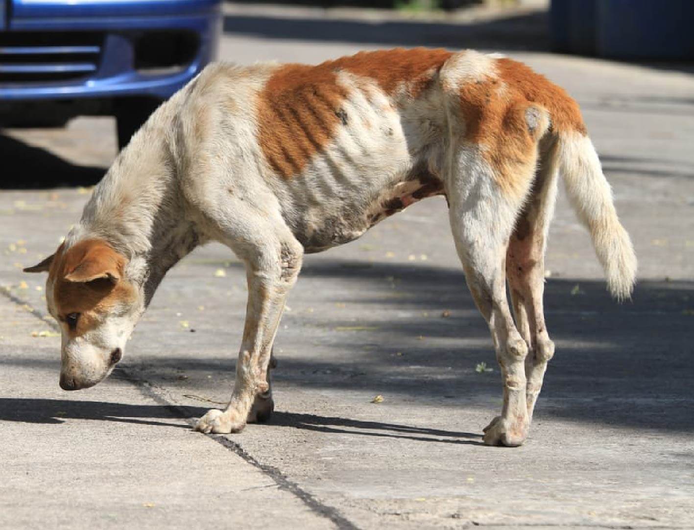 Feed the stray dogs from your home during Corona Crisis | DonateKart