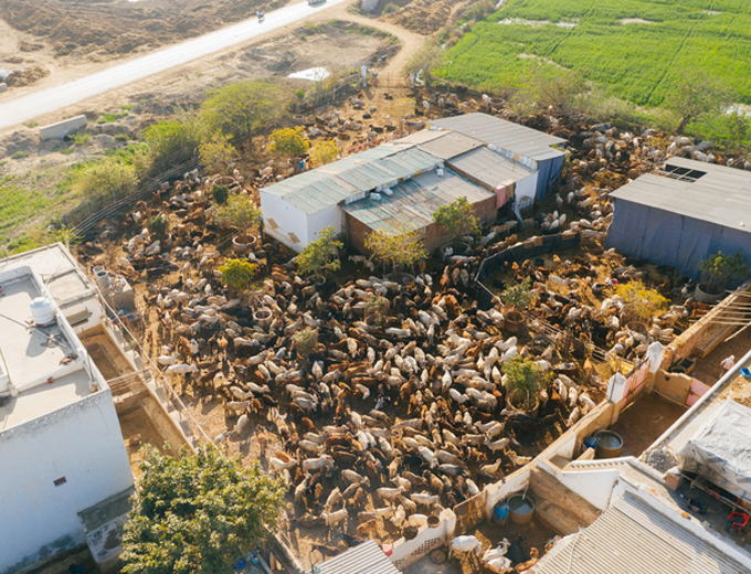 Support This Padma Shri Award Recipient’s Mission To Protect Thousands ...