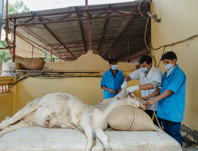 Donate To Help Cows With Rare Condition & Other Deadly Diseases Get The ...