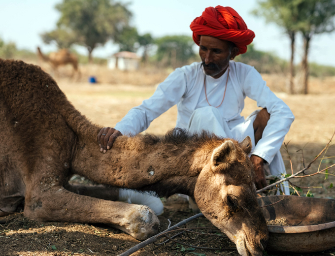 India’s First Camel Rescue Shelter Needs Your Help To Save 400+ Camels ...