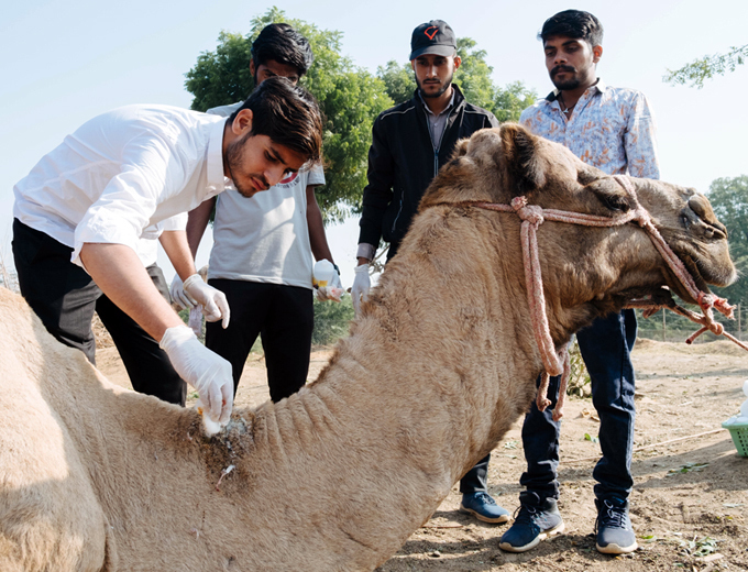 India’s First Camel Rescue Shelter Needs Your Help To Save 400+ Camels ...