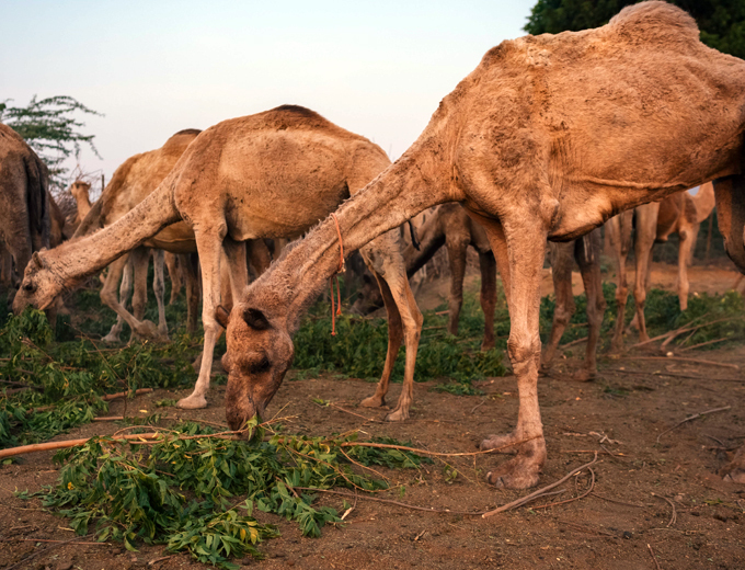India’s First Camel Rescue Shelter Needs Your Help To Save 400+ Camels ...