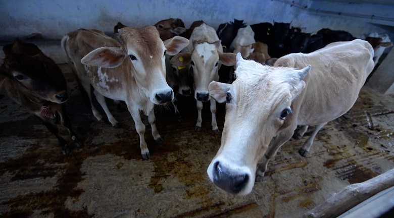 This Gaushala In Tamil Nadu Needs Support To Look After Hundreds Of ...