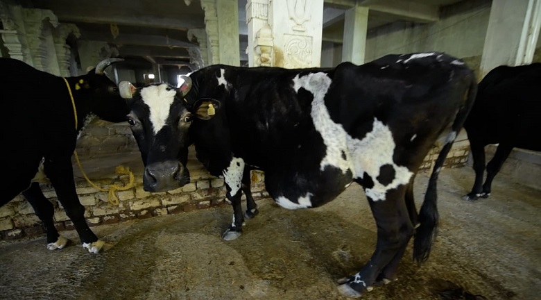 This Gaushala In Tamil Nadu Needs Support To Look After Hundreds Of ...