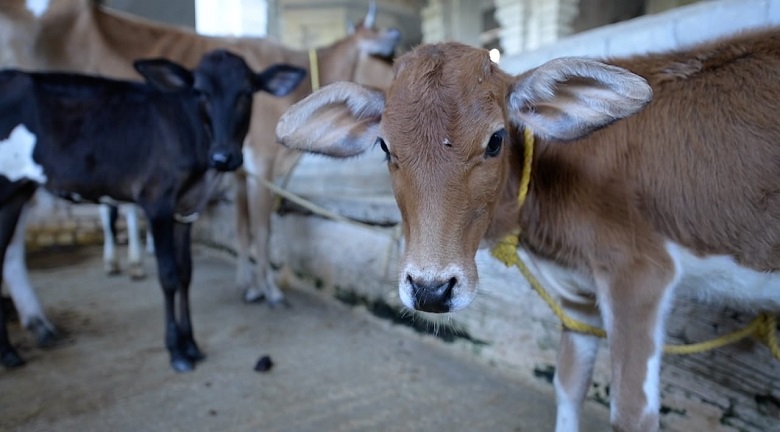 This Gaushala In Tamil Nadu Needs Support To Look After Hundreds Of ...