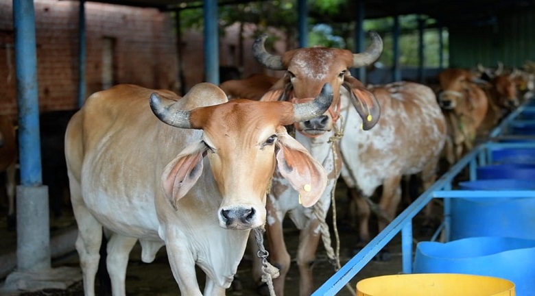 This Gaushala In Tamil Nadu Needs Support To Look After Hundreds Of ...