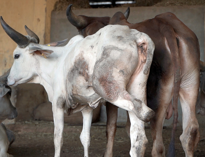 Save Cows - Donate To Help Injured Cows | DonateKart