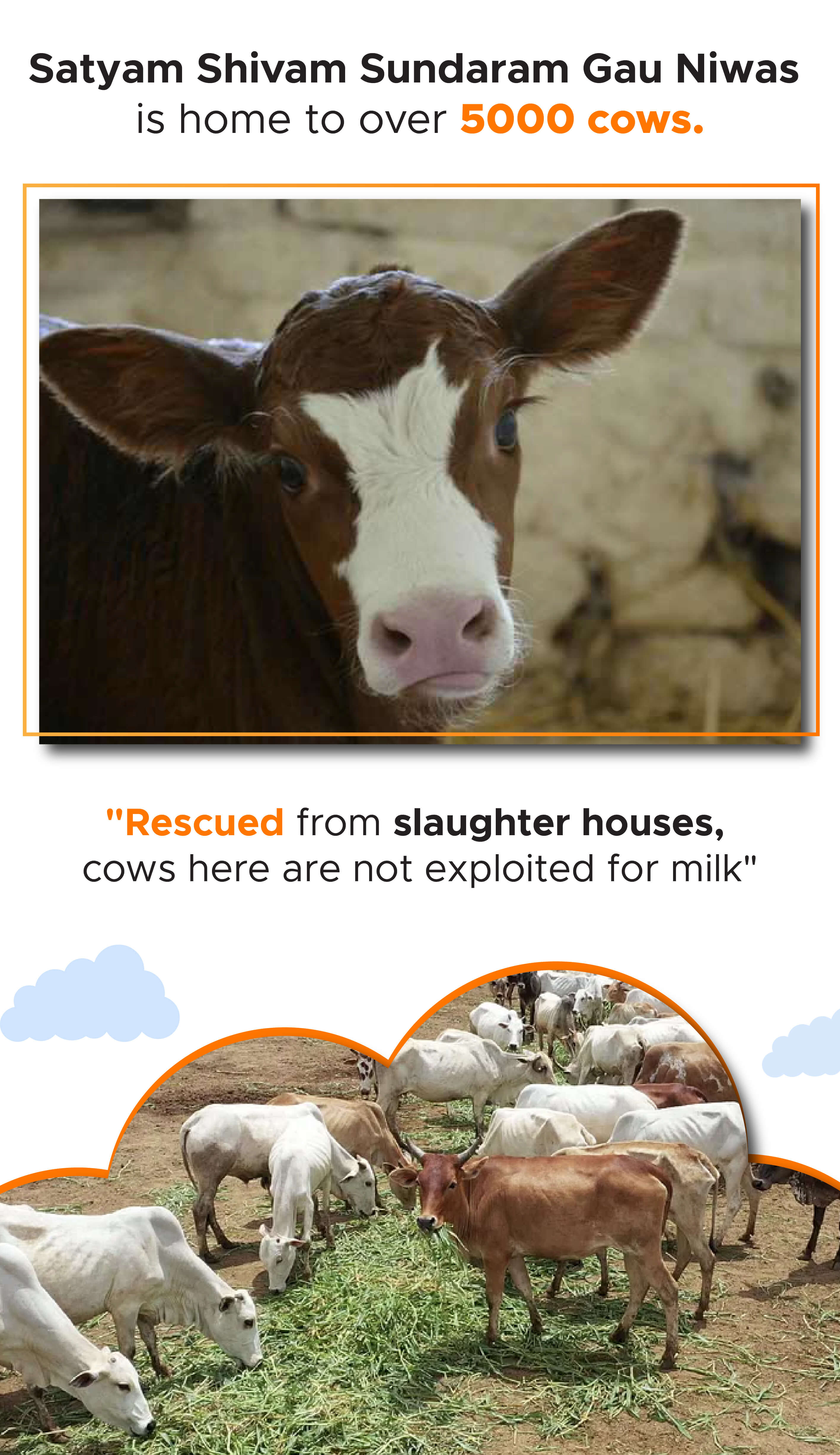 Save Cows By Donating To This Gaushala | DonateKart