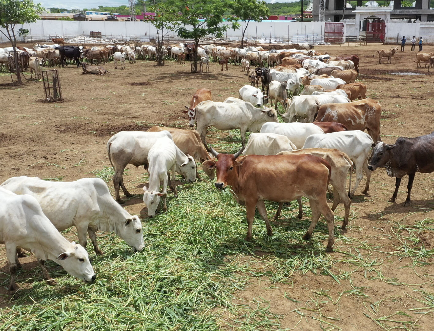 Save Cows By Donating To This Gaushala | DonateKart