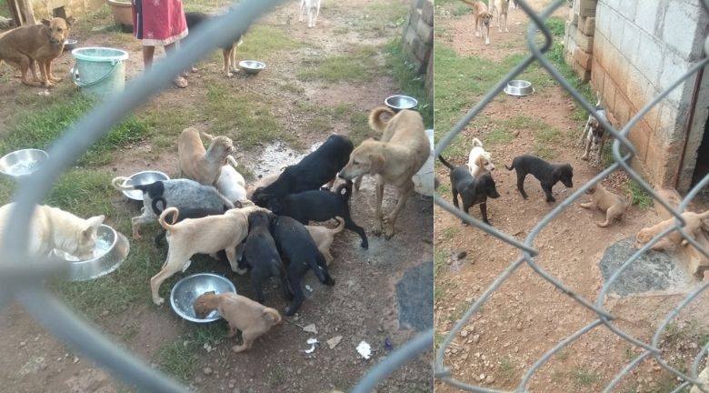 Please help this old couple to run their shelter with 150+ permanently ...