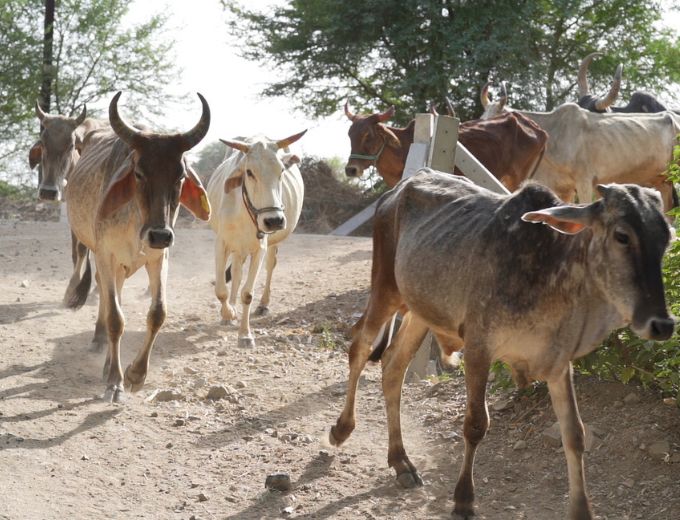 Sudhir Bhai Goyal Is On A Mission To End The Suffering Of Abandoned ...
