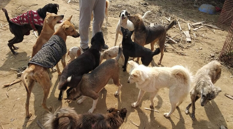 These animals need your help. You can save them from starvation ...