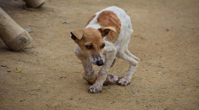 These animals need your help. You can save them from starvation ...