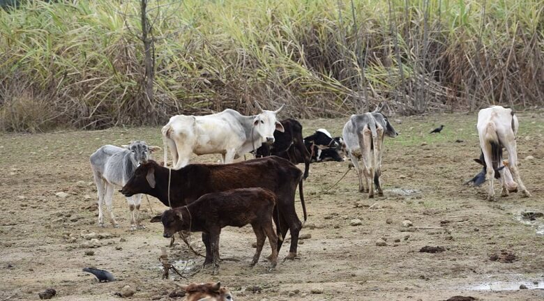 These animals need your help. You can save them from starvation ...