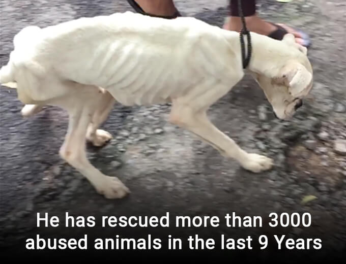 Help put a stop to animal abuse, build a medical centre for animals ...