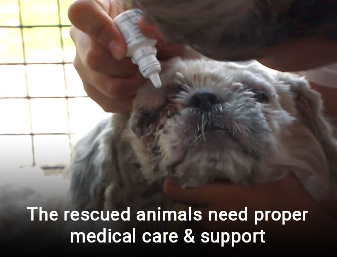 Help put a stop to animal abuse, build a medical centre for animals ...