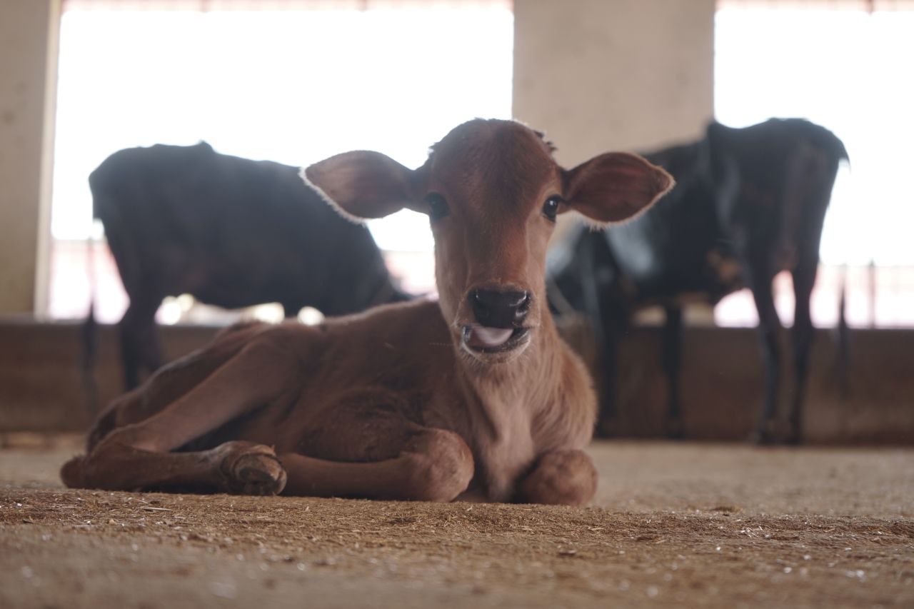 A Sanctuary For 5000+ Abandoned Cows, This Gaushala Needs Your Support ...