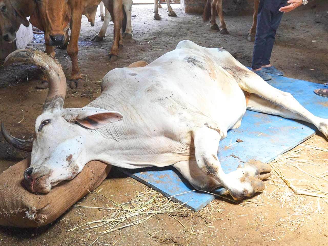 Despite Working Hard All Their Lives, These Bulls Are Now Abandoned and ...
