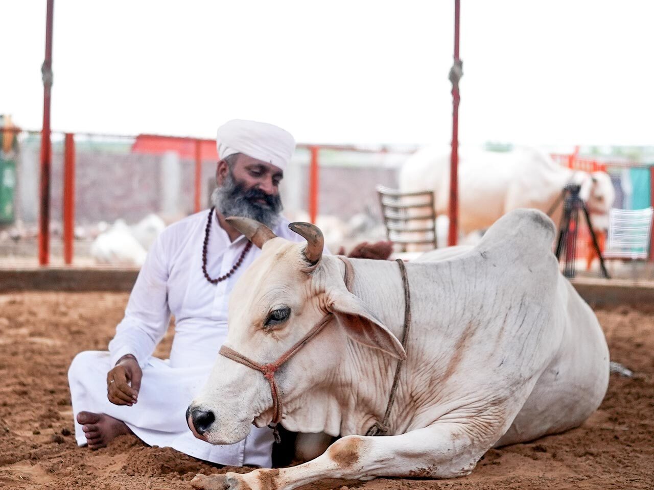 Haryana’s First Hospital for Cows Needs Your Support - Over 70,000 Cows ...