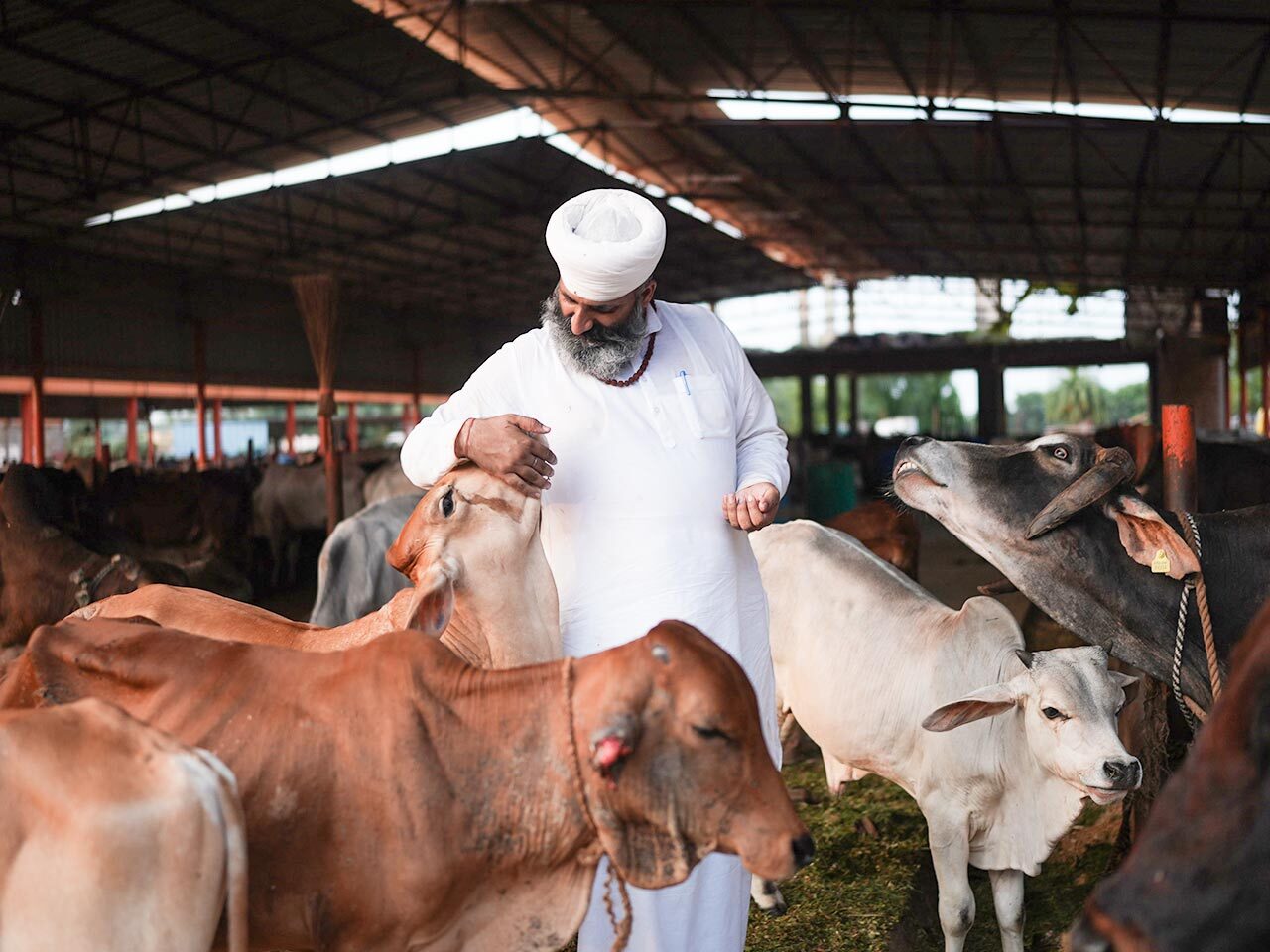 Haryana’s First Hospital for Cows Needs Your Support - Over 70,000 Cows ...