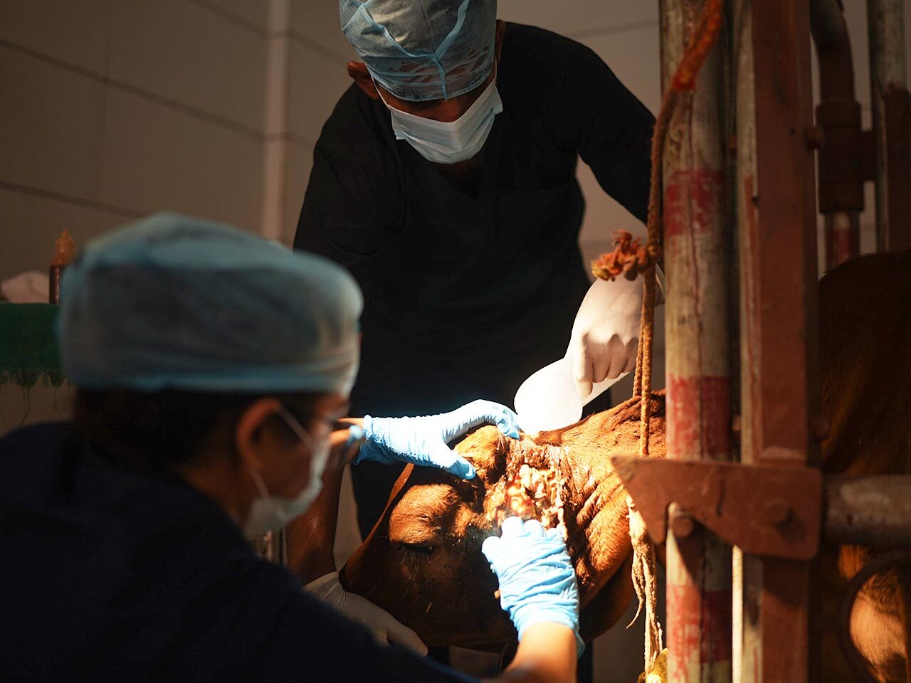 Haryana’s First Hospital for Cows Needs Your Support - Over 70,000 Cows ...