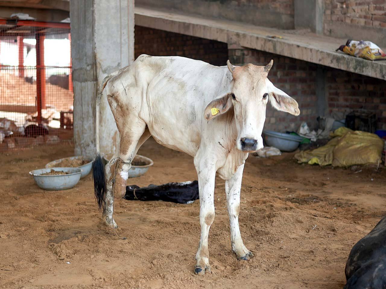 Haryana’s First Hospital for Cows Needs Your Support - Over 70,000 Cows ...