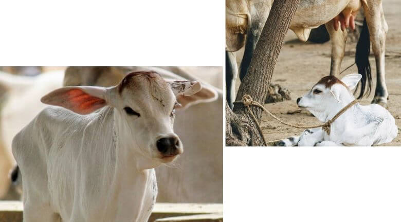 Help us to save the abandoned animals from starving to death | DonateKart