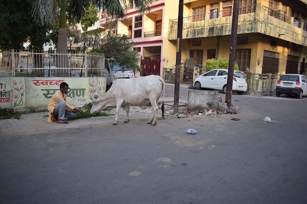 Feeding the Sacred Cows of ISKCON Gaushala: Nourishing the Divine ...
