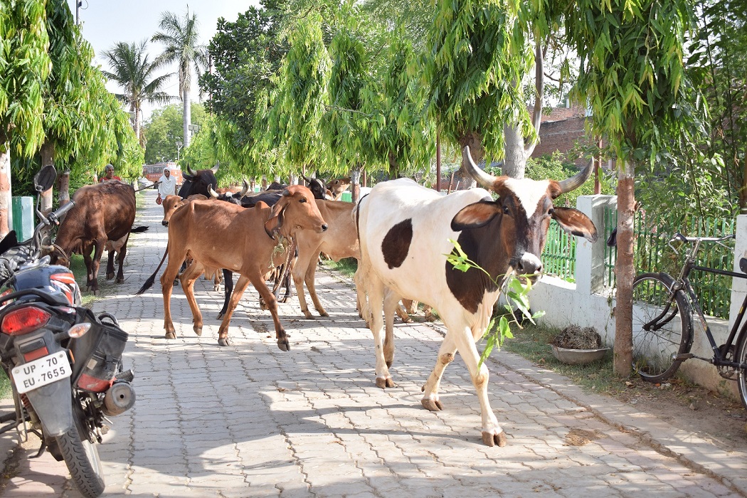 Save Cows of ISKCON Goshala From Starvation | DonateKart