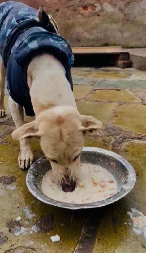 People For Animals , Delhi Needs Your Help | DonateKart