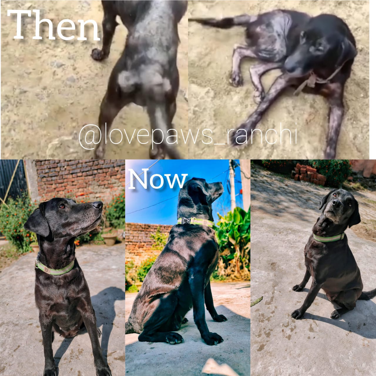 Love Paws Foundation Needs Your Support And Boost To Lift Up The ...