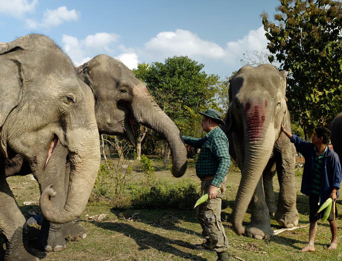 The Elephant Doctor Of India Needs Your Support To Save Hundreds Of ...