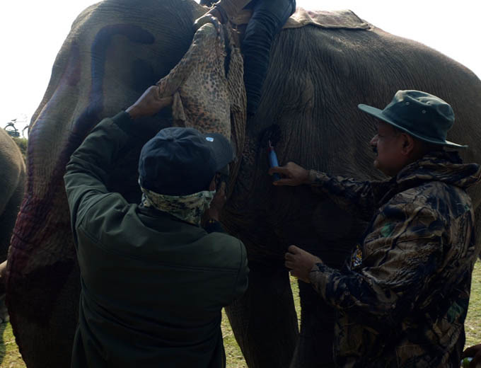 The Elephant Doctor Of India Needs Your Support To Save Hundreds Of ...