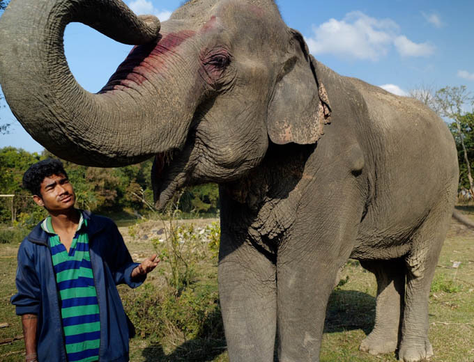 The Elephant Doctor Of India Needs Your Support To Save Hundreds Of ...