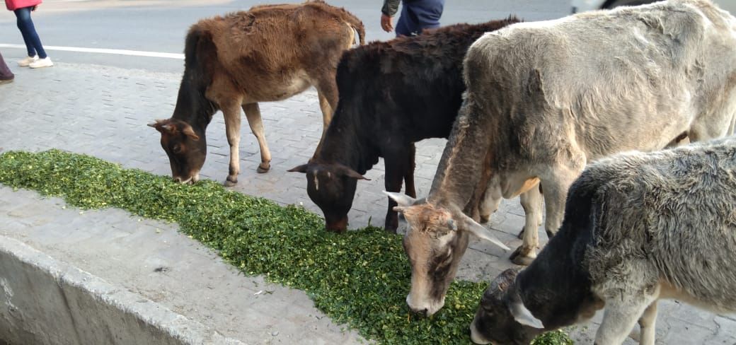 Help Kosha Foundation Give Abandoned Cows The Love And Respect They ...