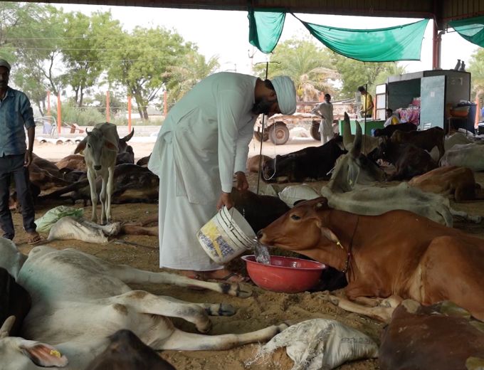 Haryana’s First Hospital For Cows Needs Your Support To Save Thousands ...