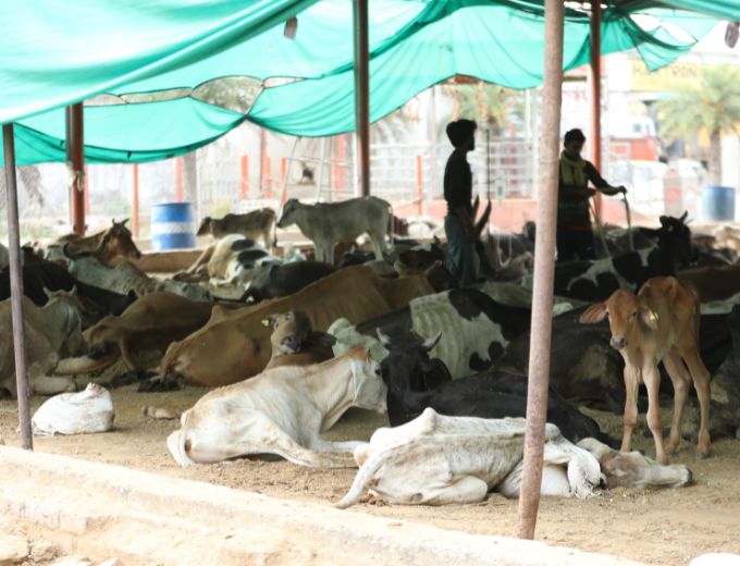 Haryana’s First Hospital For Cows Needs Your Support To Save Thousands ...