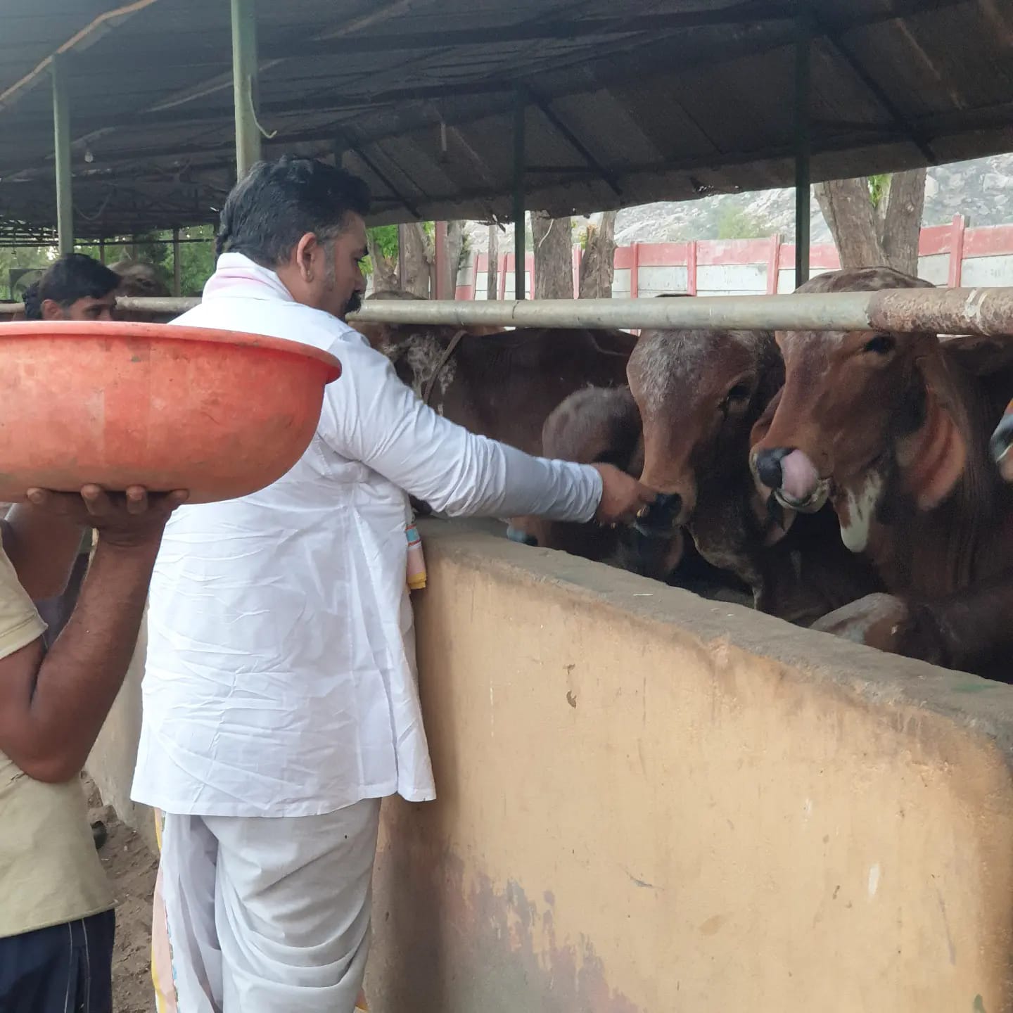 Surbhi Ashram Gaushala Is Working Hard To Look After The Desi Gauvansh ...