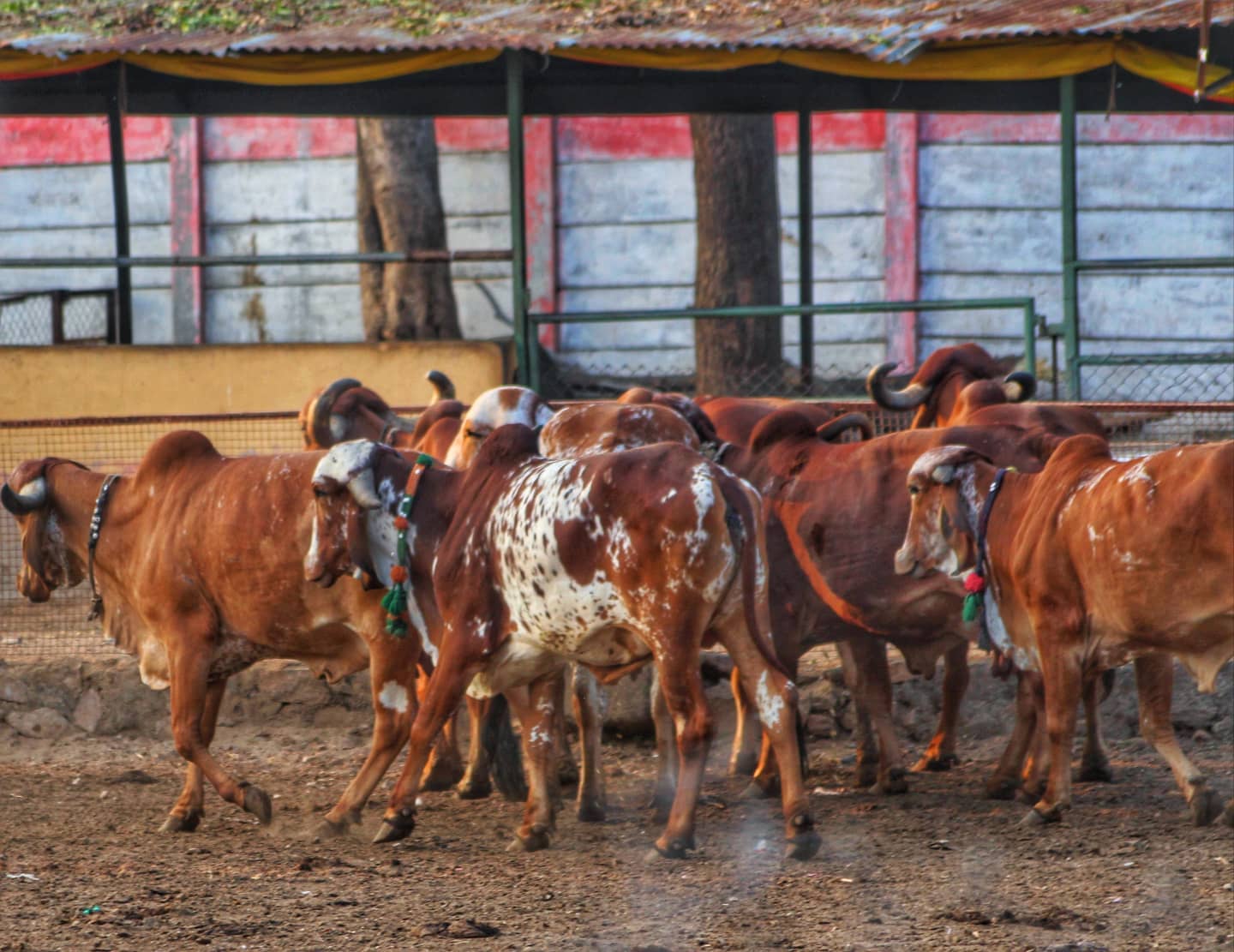 Surbhi Ashram Gaushala Is Working Hard To Look After The Desi Gauvansh ...