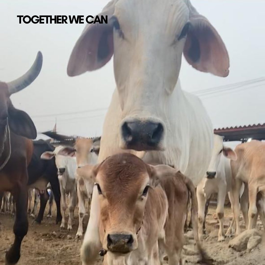 Join Hands With Together We Can & Help Them Feed Fresh Fodder To 70 ...