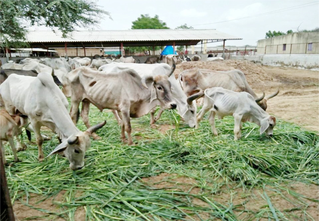This Daan Utsav Help Cow Old Age Home Feed Fresh Fodder To Rescued Cows & Give Them A Better ...