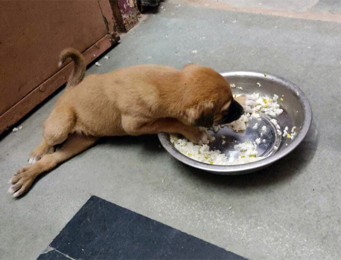 You Can Be The Reason These Voiceless Souls of Kota Have A Happy ...