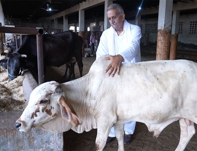 End The Suffering Of Thousands Of Cows, Donate To Gramin Gaushala In ...