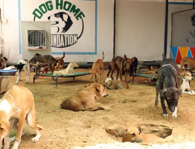 Help Build A Permanent Shelter For Thousands Of Injured Stray Animals ...